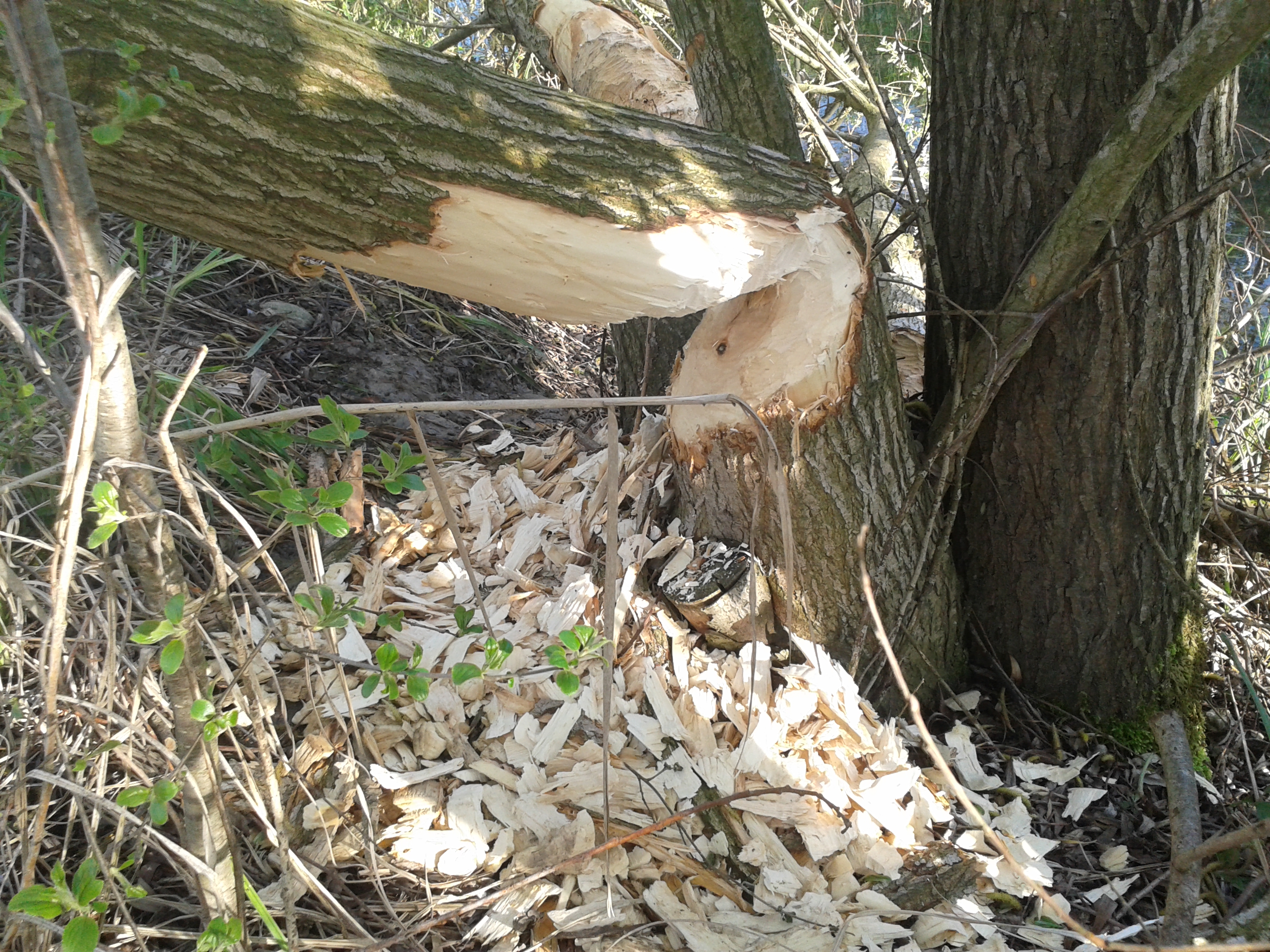 Der Biber - Kanton Luzern