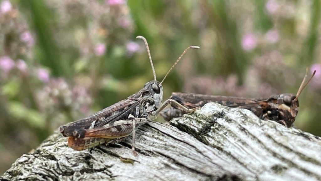 Heuschrecken des Kantons Luzern - Kanton Luzern