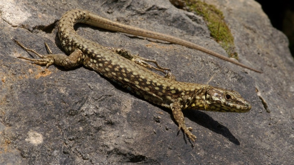 Reptilien im zentralen Hügelland - Kanton Luzern